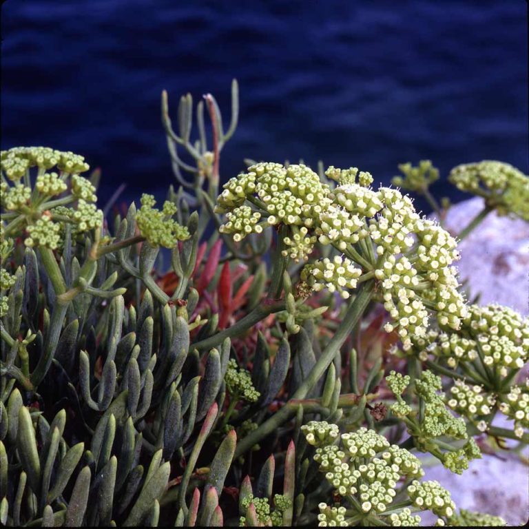 Fonoll marí - Productes de Mallorca Gastronomía